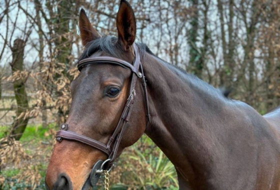 Nos annonces chevaux - Ecurie Seconde Chance Care